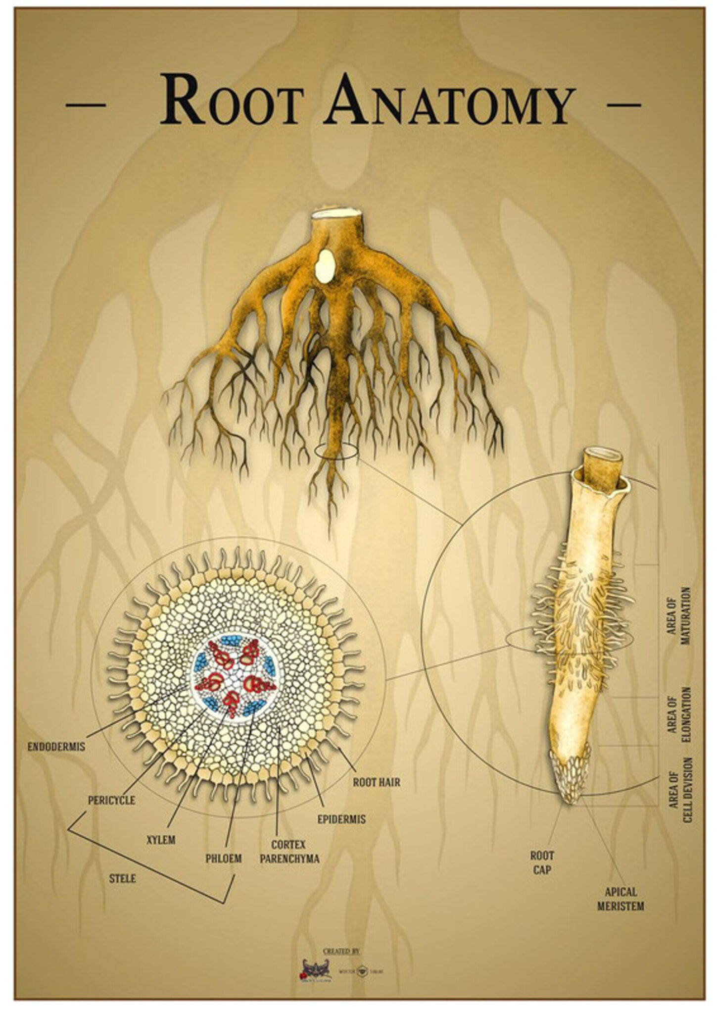 What Does the Root Tract Mean? Word Origins Explained